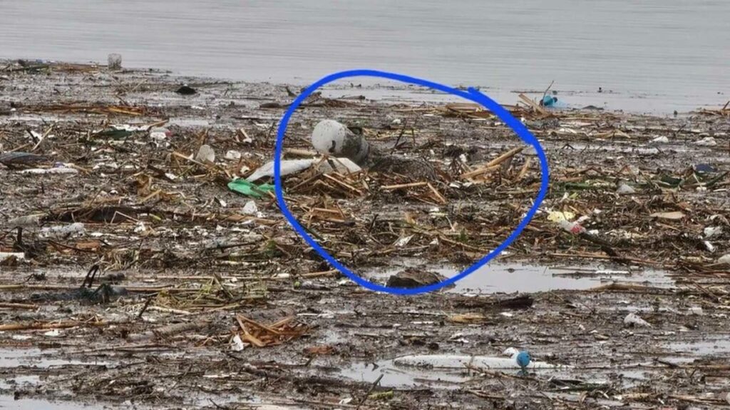 Sokkoló fordulat: a fején vödröt viselő, „kutyának” hitt élőlény ...