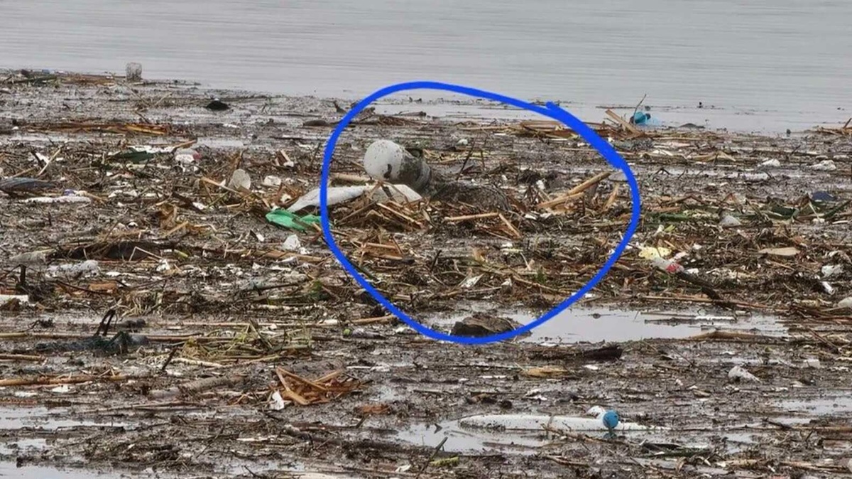 Sokkoló fordulat: a fején vödröt viselő, „kutyának” hitt élőlény ...